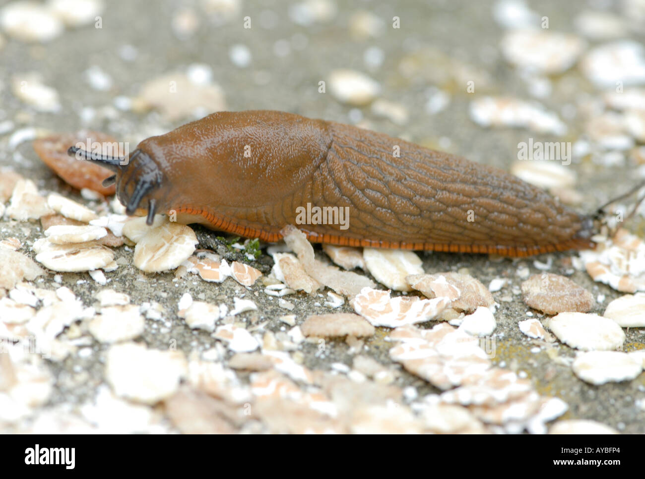 Large Red Slug Arion rufus lured from its daytime hiding place by a ...