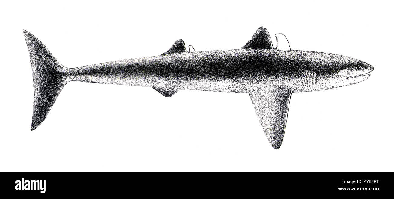 Ancient Shark Cladoselache, drawing. Late Devonian, 370 million years ...