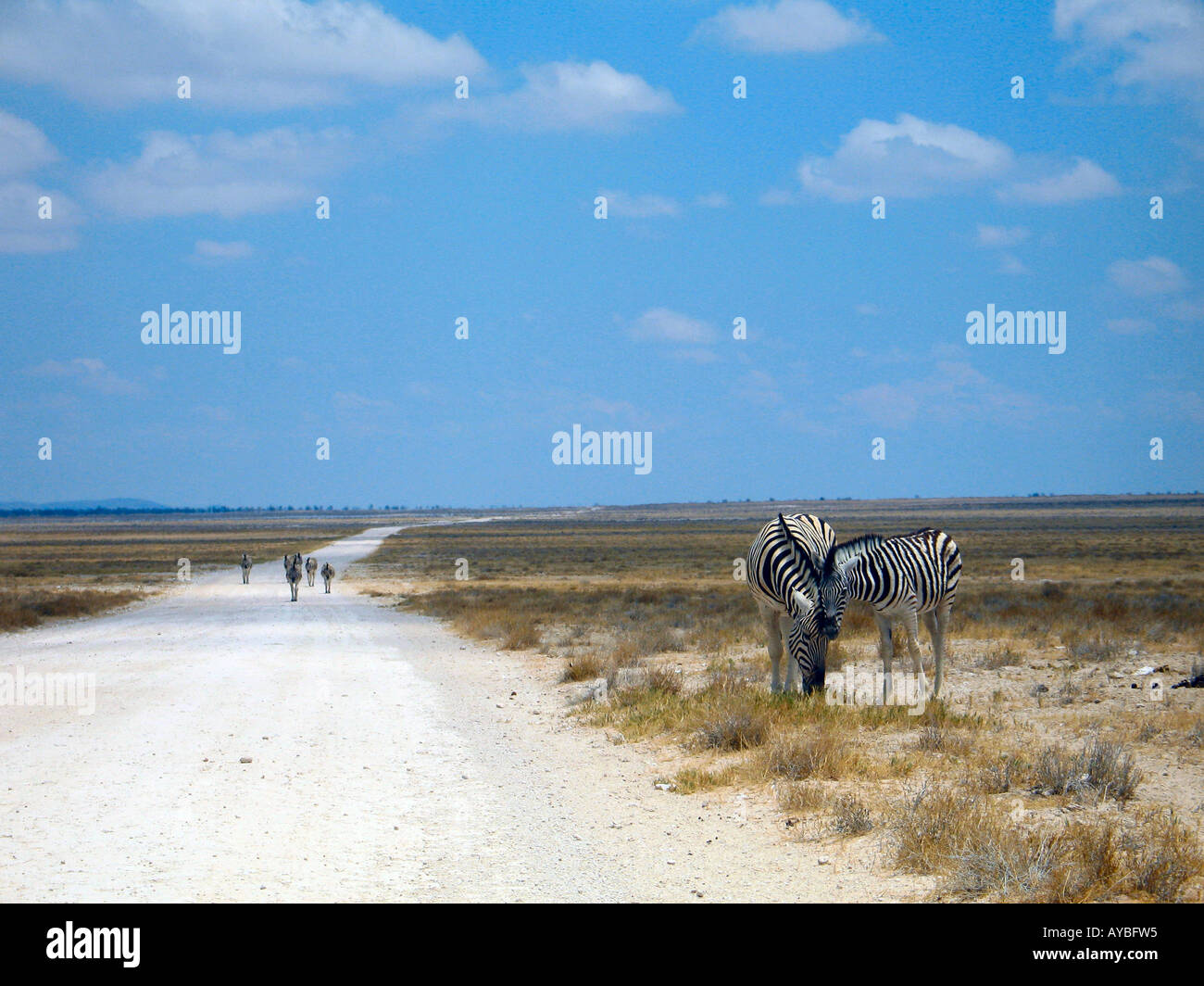 Zebra landscape Africa animal Namibia nature Stock Photo - Alamy
