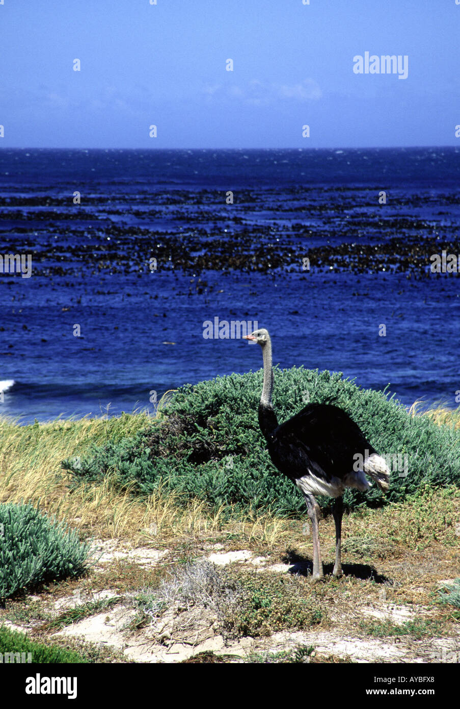 Male ostrich near Cape Point in South Africa Stock Photo - Alamy