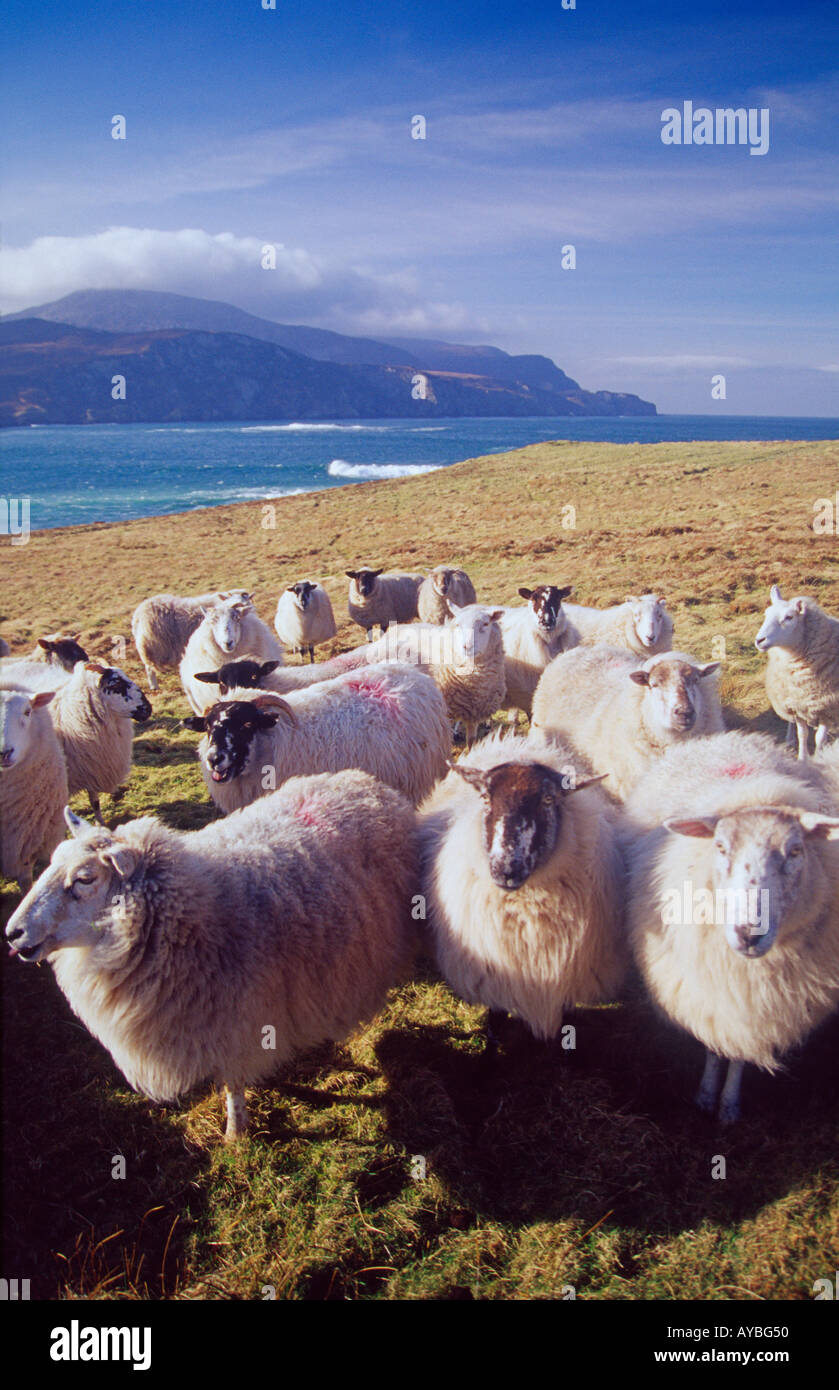 Sheep at Loughros Point, County Donegal, Ireland Stock Photo - Alamy