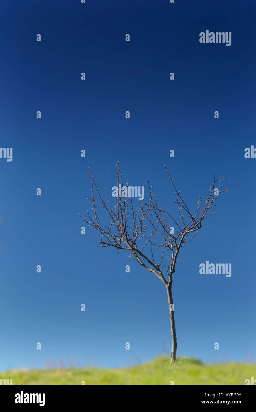 Fruir tree hi-res stock photography and images - Alamy