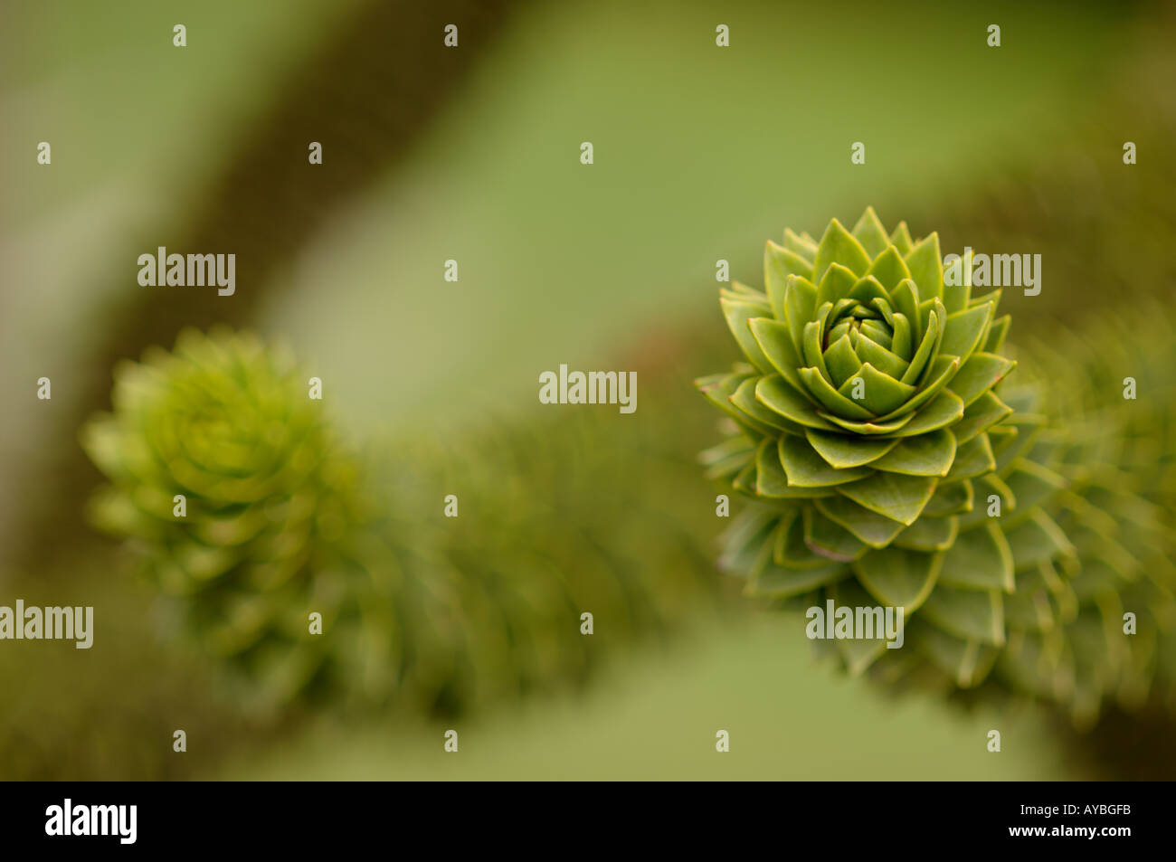 Monkey puzzle tree tip araucaria hi-res stock photography and images ...