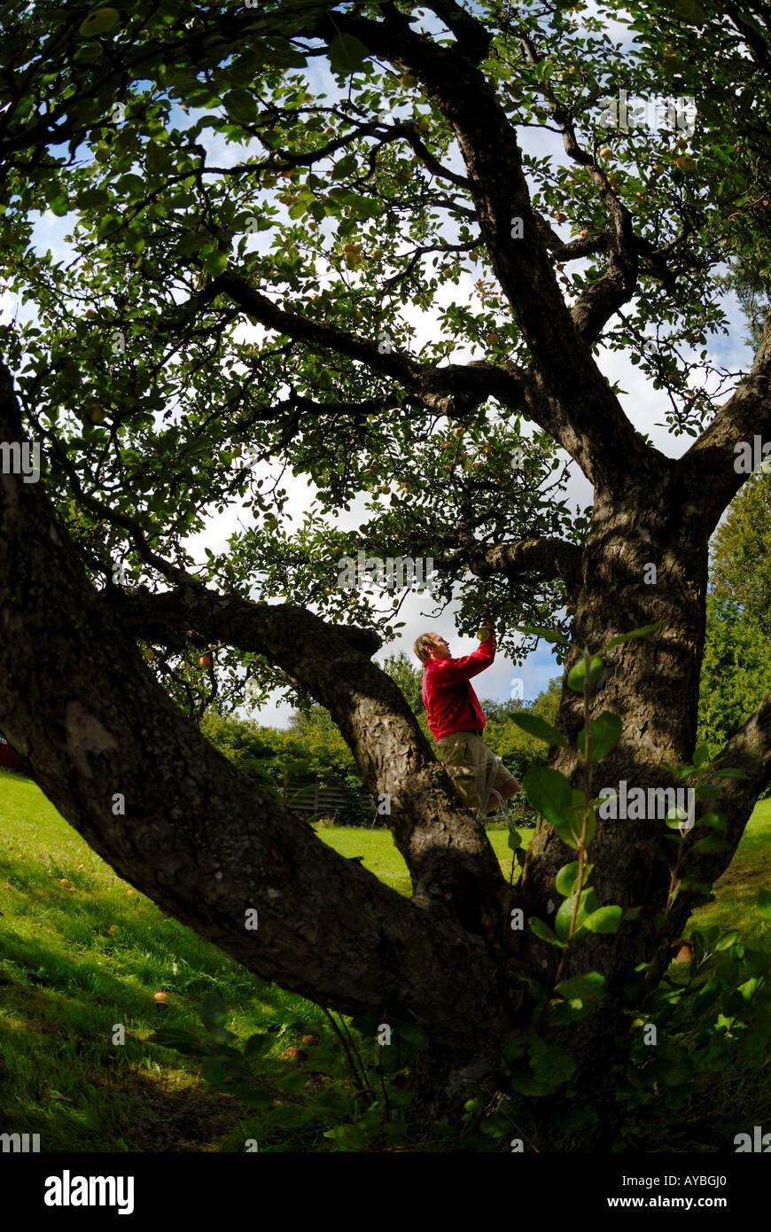 Man picking apples from tree hi-res stock photography and images - Alamy