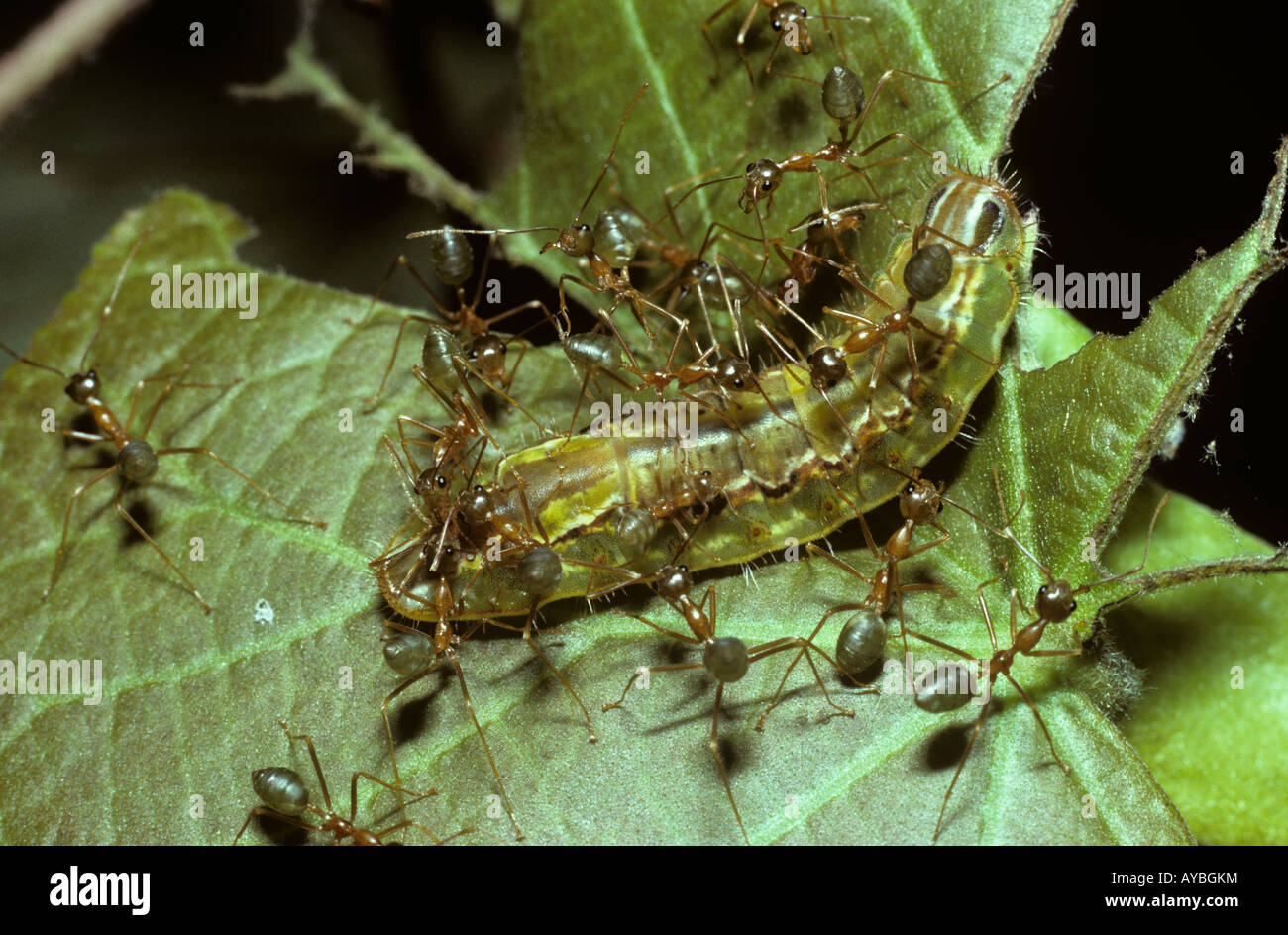 Weaver ants Oecophylla smaragdina defending a caterpillar which ...