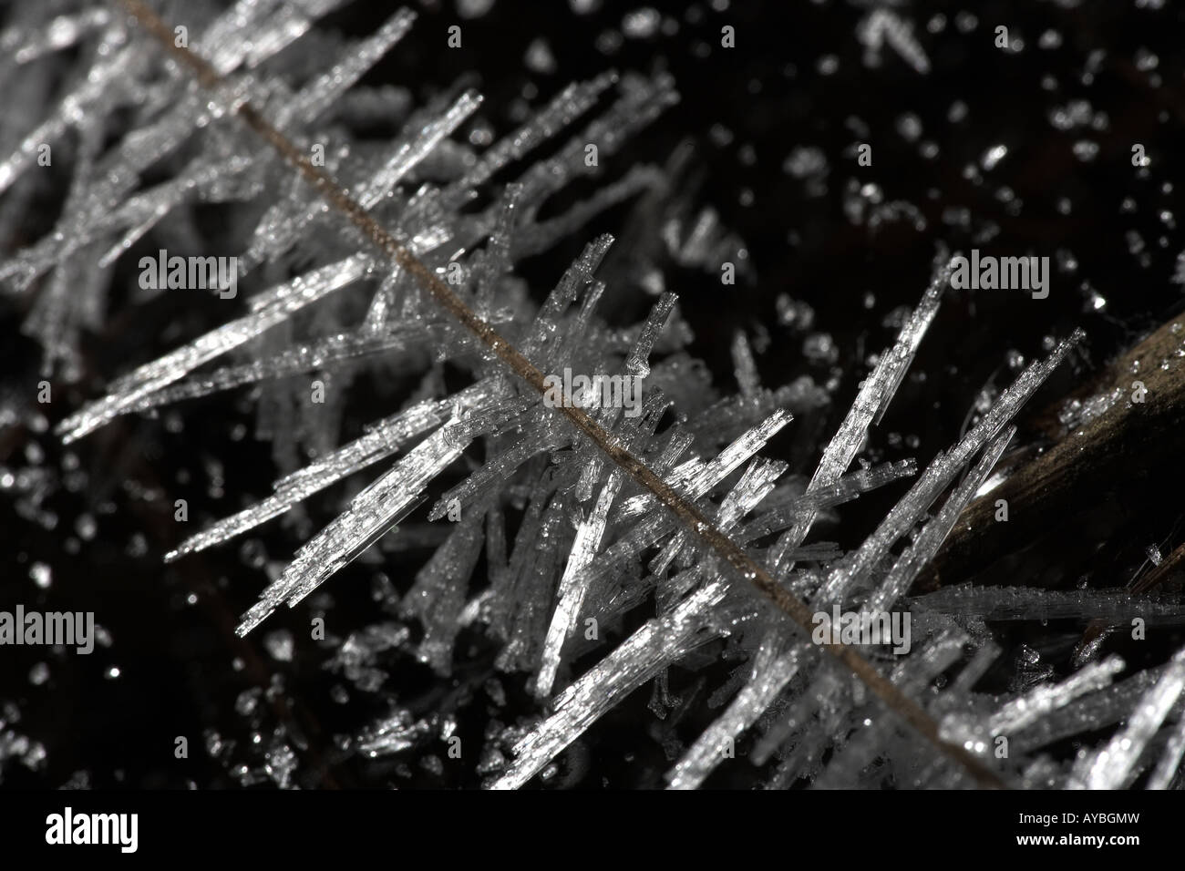 Close up of ice crystals on a plant stem Skipworth Common Yorkshire ...