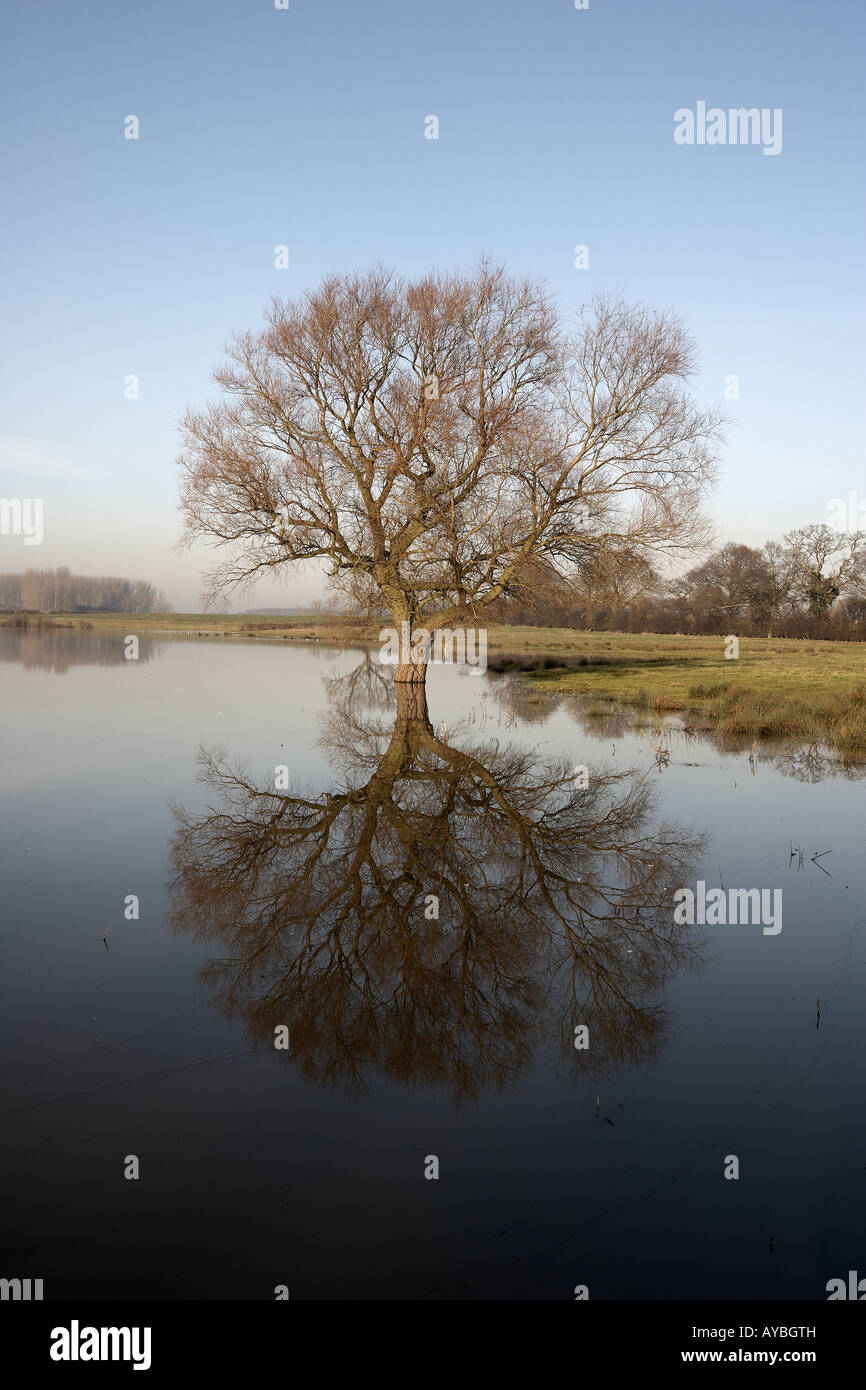 tree submerged in flood water after the river derwent burst its banks ...