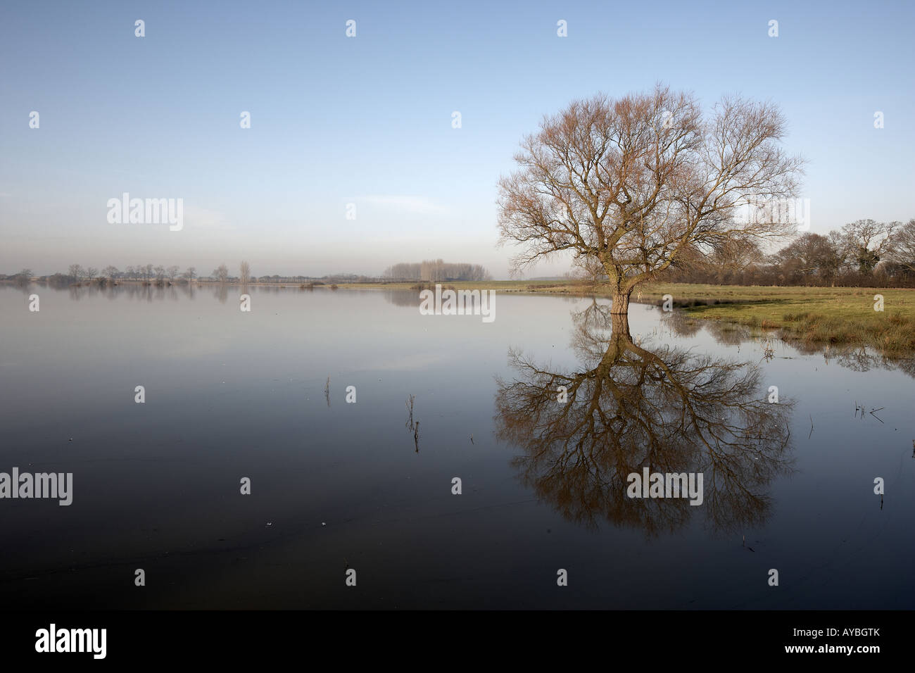 tree submerged in flood water after the river derwent burst its banks ...