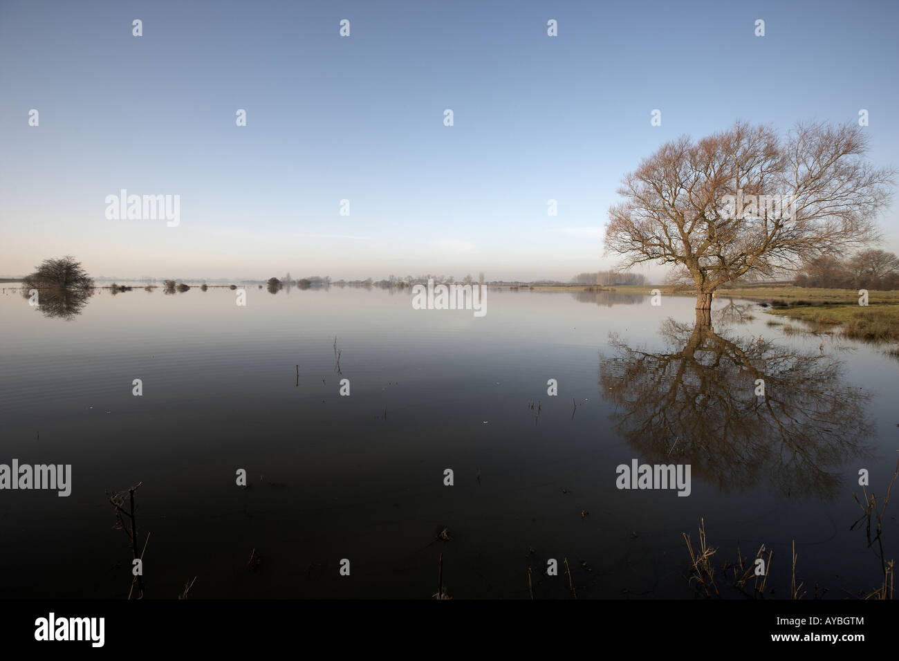 tree submerged in flood water after the river derwent burst its banks ...