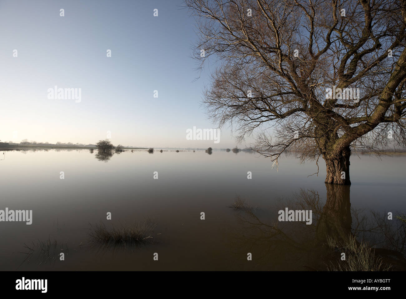 tree submerged in flood water after the river derwent burst its banks ...