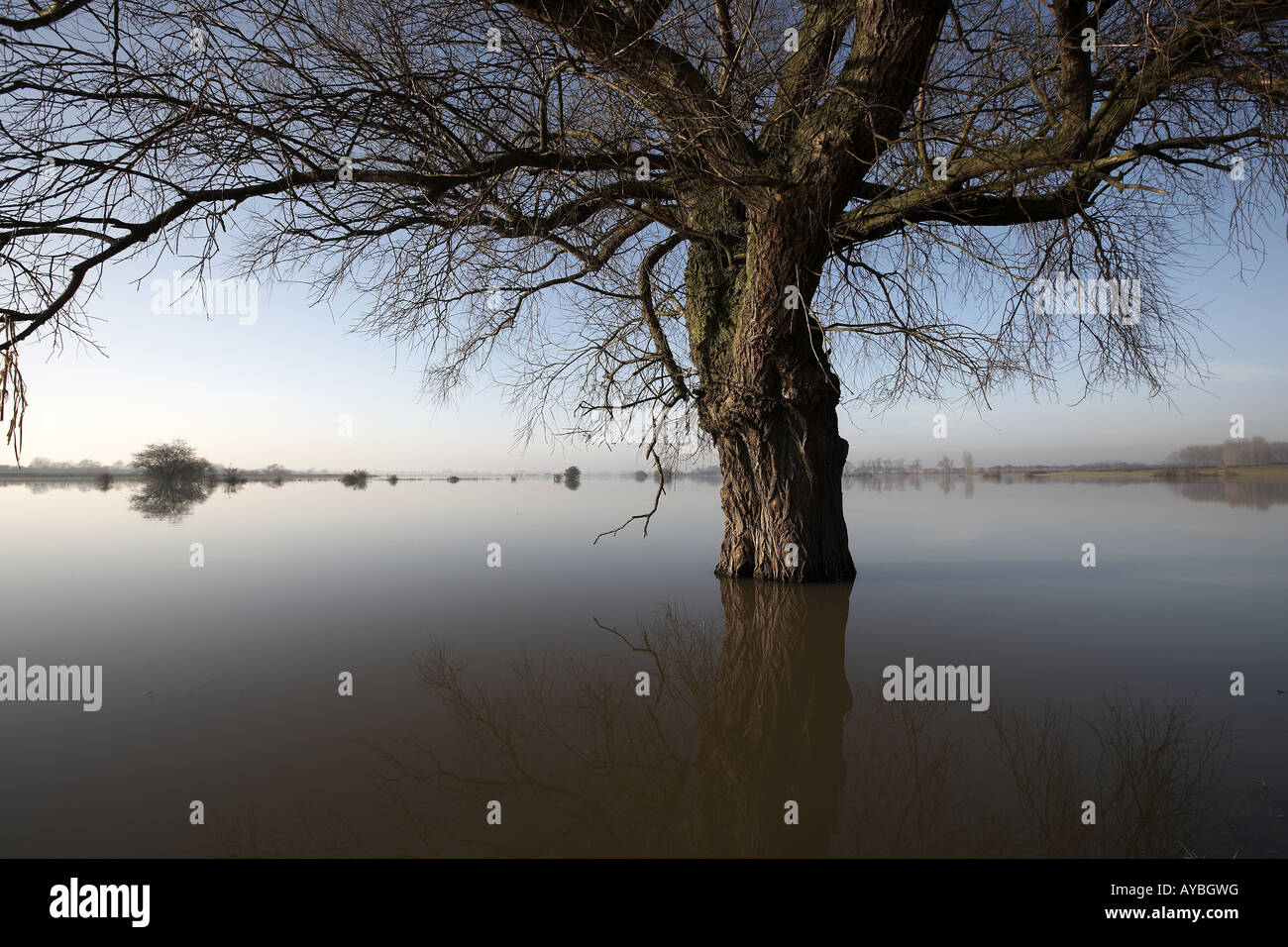 Tree submerged in flood water after the river derwent burst its banks ...