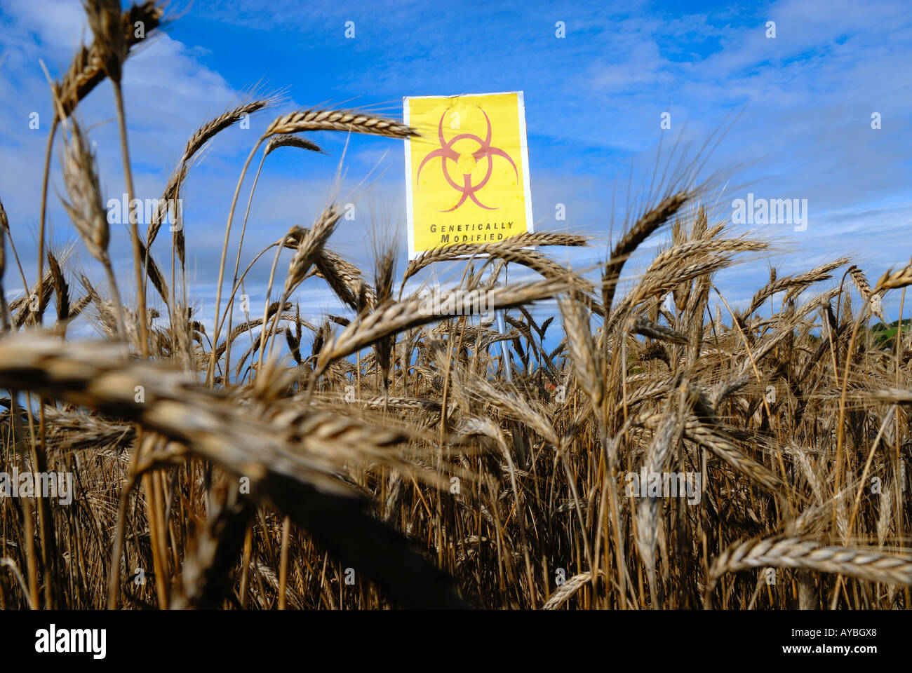 GM crops biohazard warning Stock Photo - Alamy
