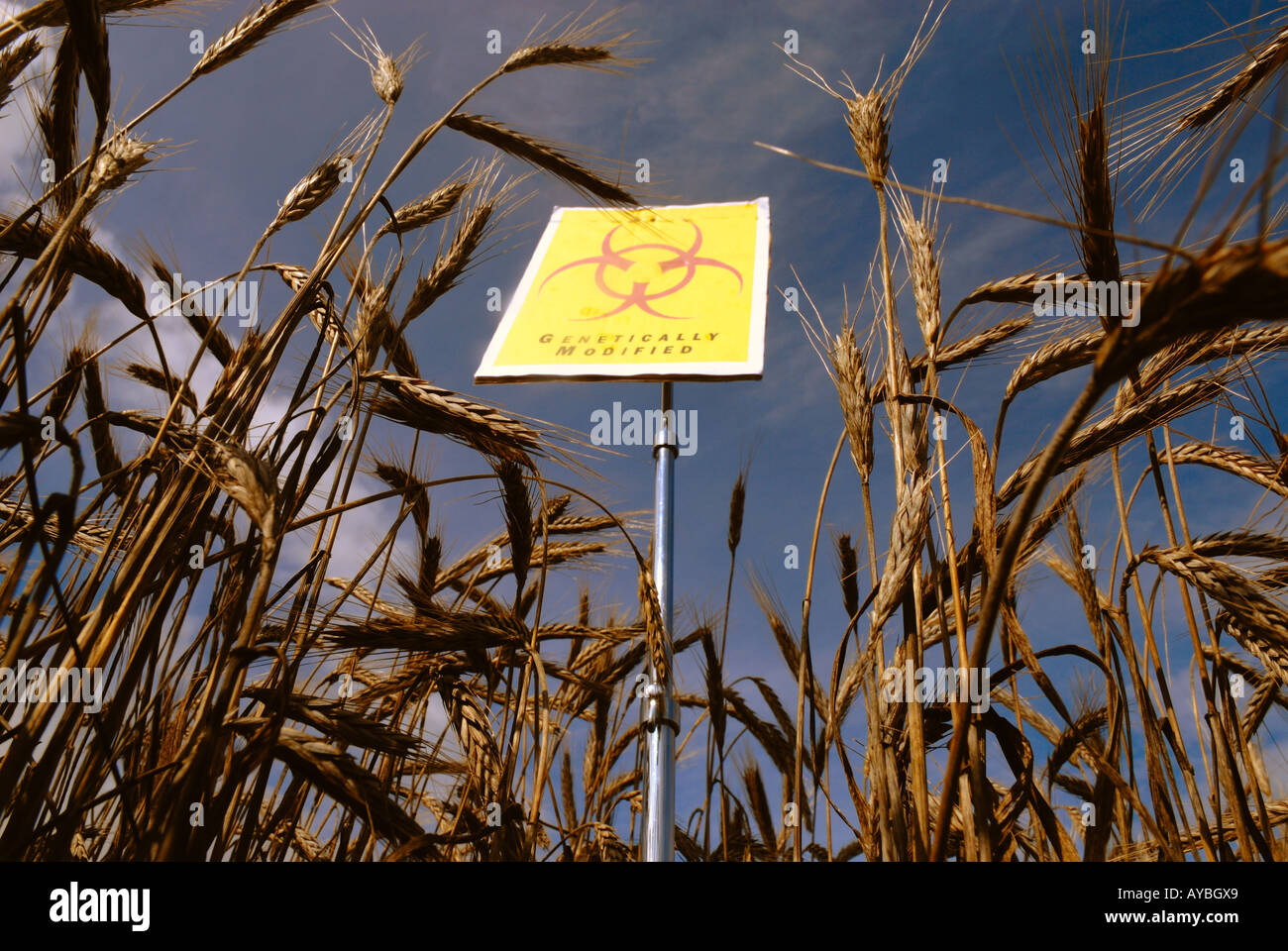 GM crops biohazard warning Stock Photo - Alamy