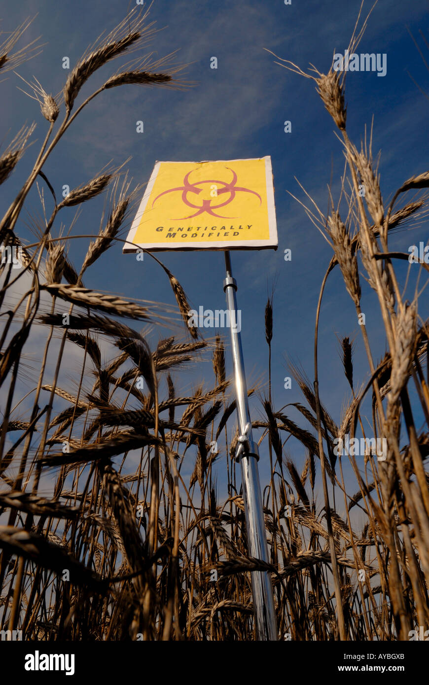 Corn and biohazard sign hi-res stock photography and images - Alamy