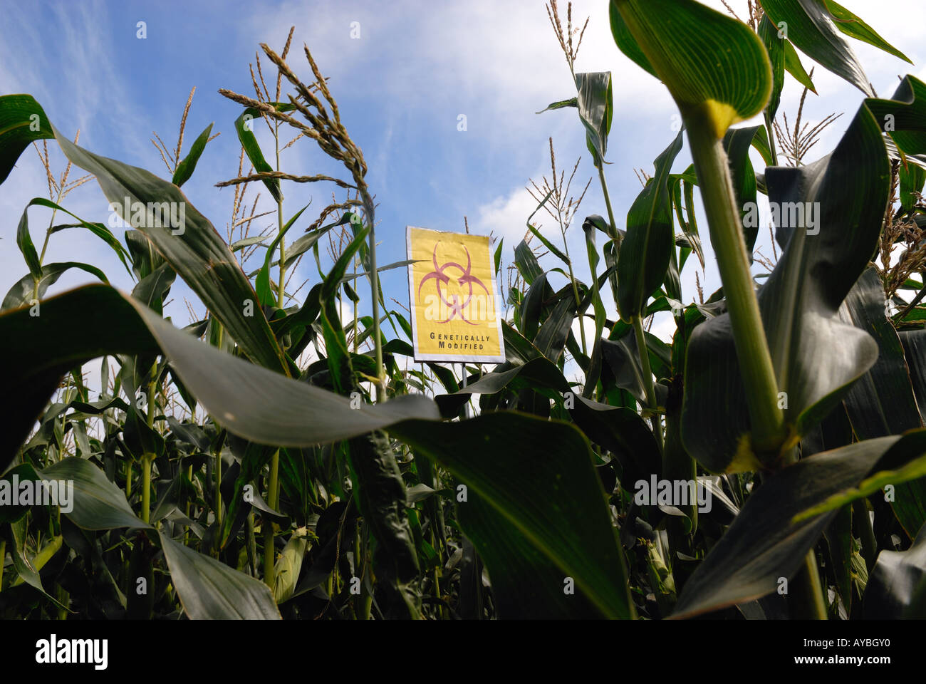 GM crops biohazard warning maize Stock Photo - Alamy