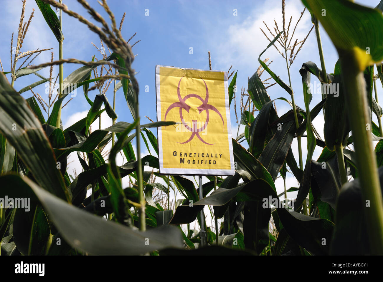 GM crops biohazard warning maize Stock Photo - Alamy