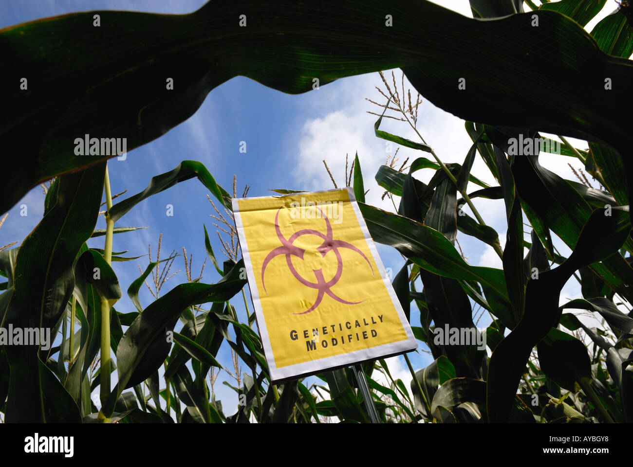 GM crops biohazard warning maize Stock Photo - Alamy