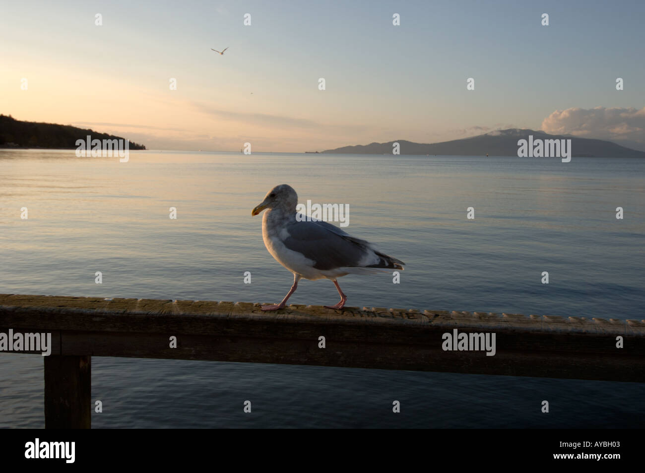 Annoyed seagull pacing impatiently on Jericho Beach wharf English Bay ...