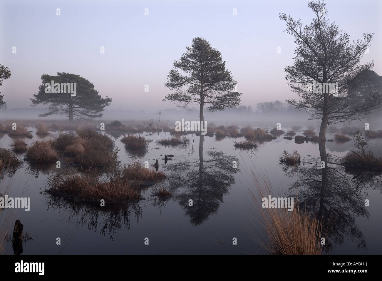 Dusk on misty swamp hi-res stock photography and images - Alamy