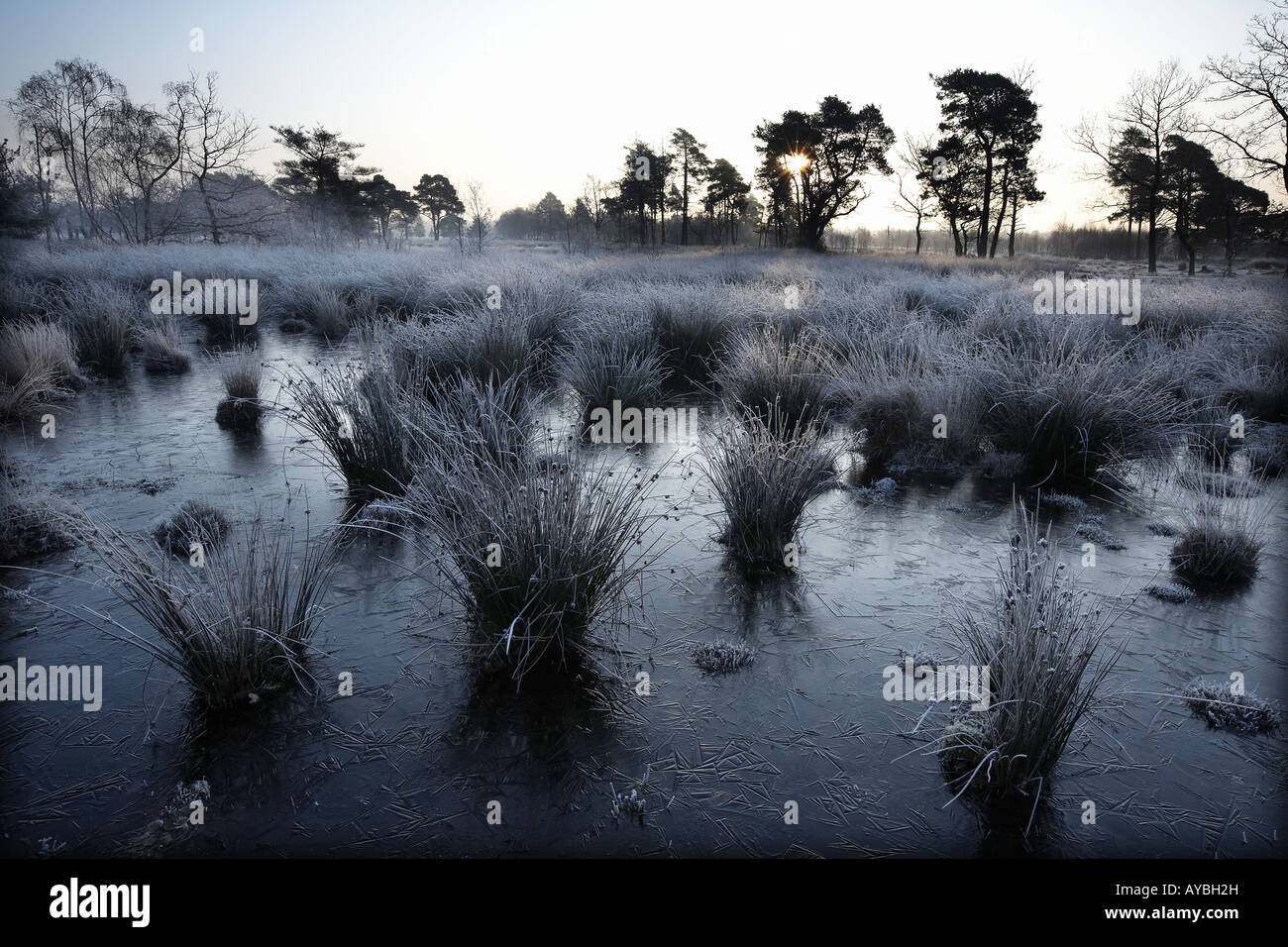 Frosty morning on Skipworth Common Yorkshire England UK Stock Photo - Alamy