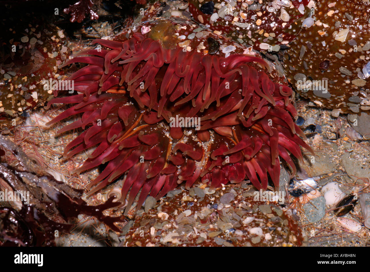 Dahlia anemone Urticina felina Actiniidae in a rockpool UK Stock Photo ...