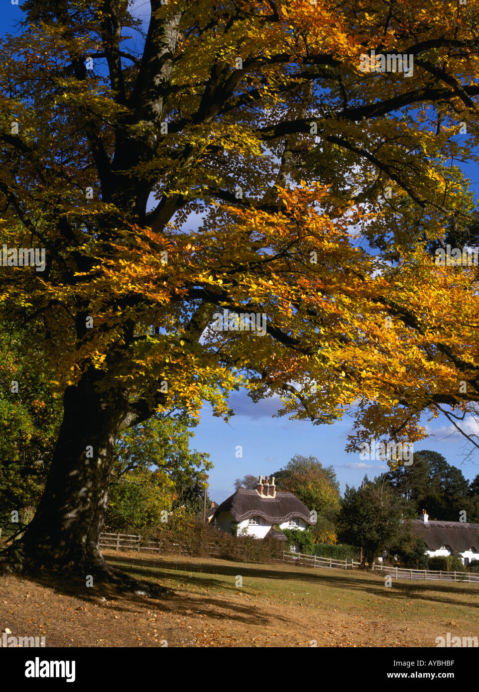 New forest hamlet hi-res stock photography and images - Alamy
