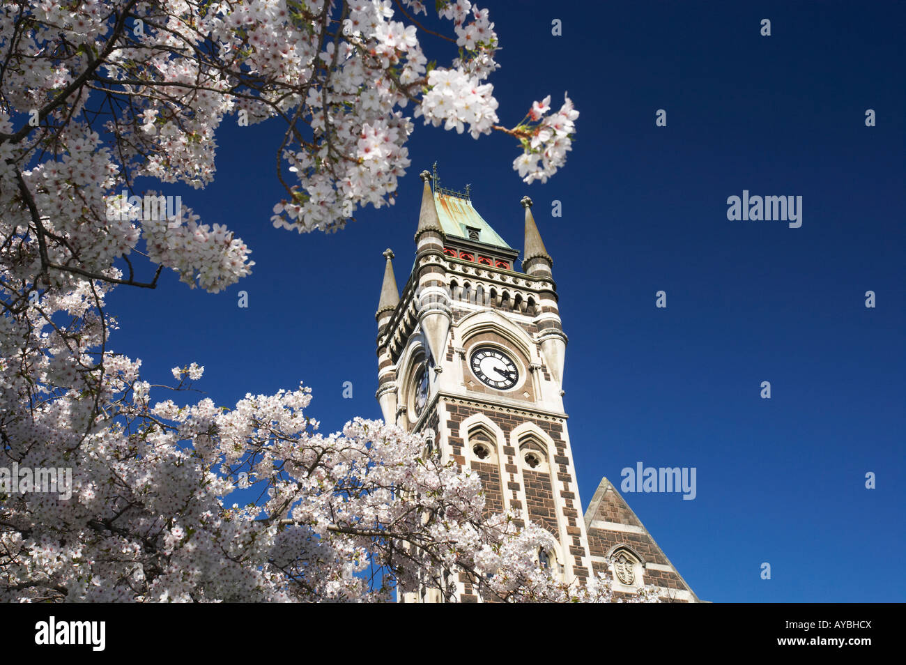 Spring Blossom and Clock Tower Historical Registry Building University ...
