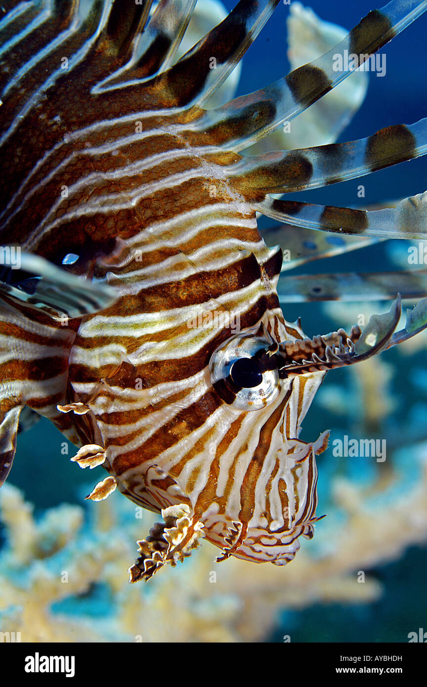 Close-up of Lionfish Stock Photo - Alamy