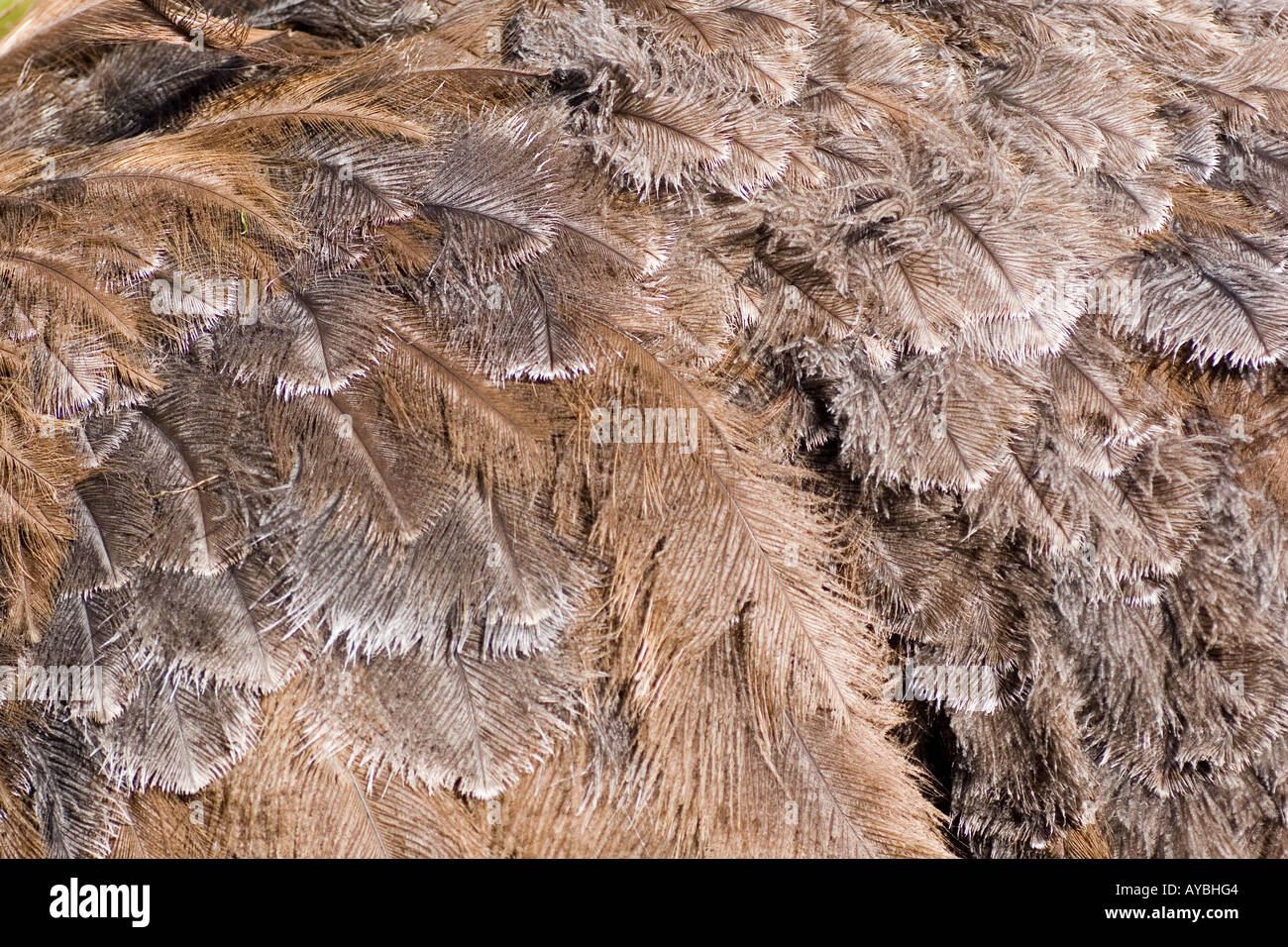 Ostrich feather hi-res stock photography and images - Alamy
