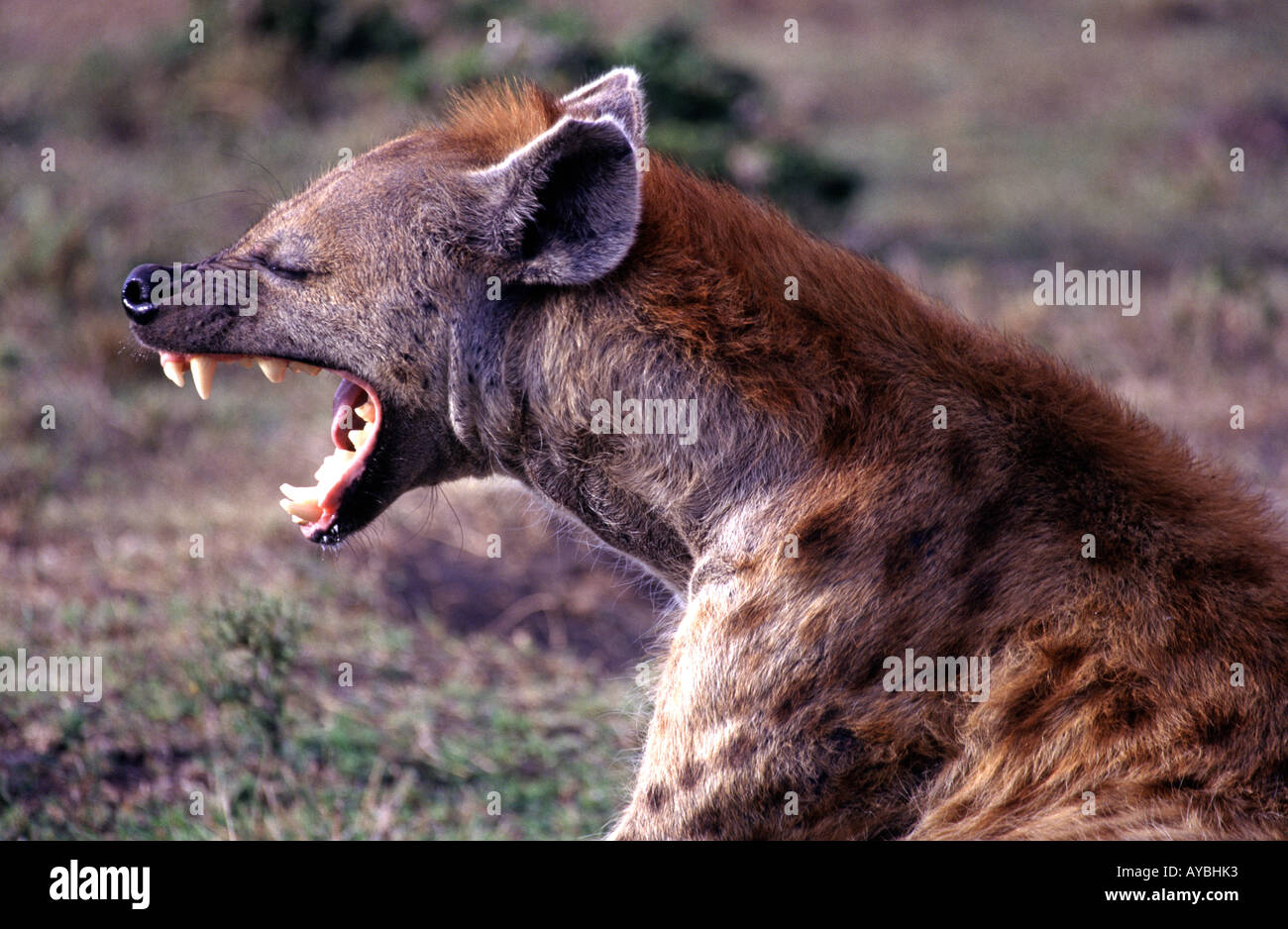 Spotted hyena yawning in Masai Mara National Reserve Kenya Stock Photo ...