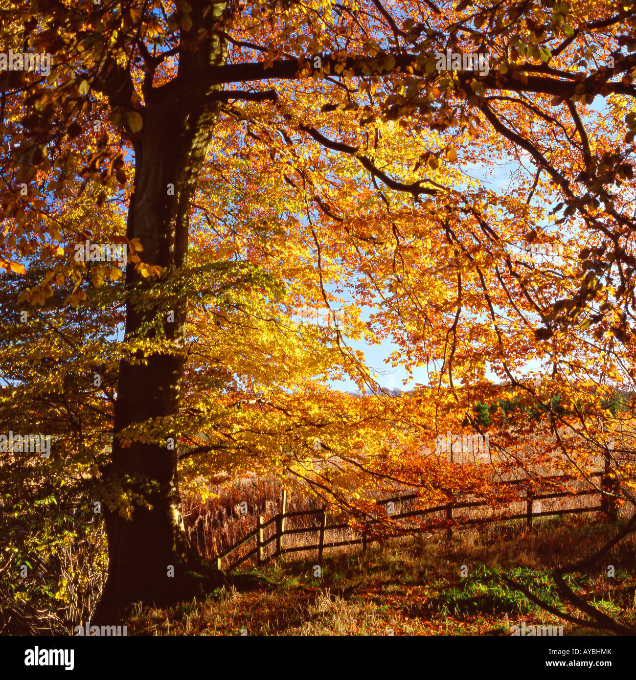 Beech tree with splendid golden Autumn Colour.Fagus sylvatica Stock ...