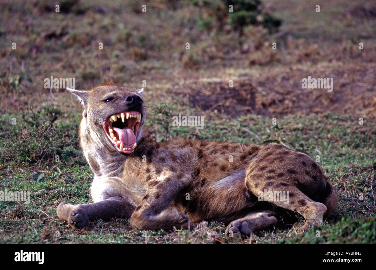 Spotted hyena yawning in Masai Mara National Reserve Kenya Stock Photo ...