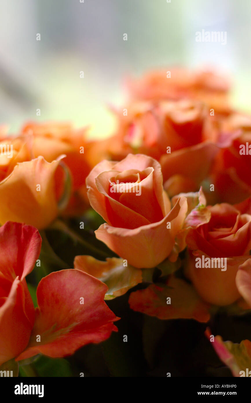 A bunch of roses Stock Photo - Alamy
