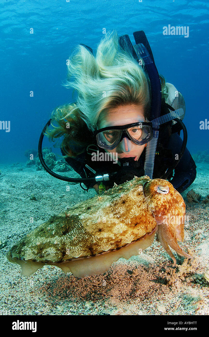 Diver and Cuttlefish Stock Photo - Alamy