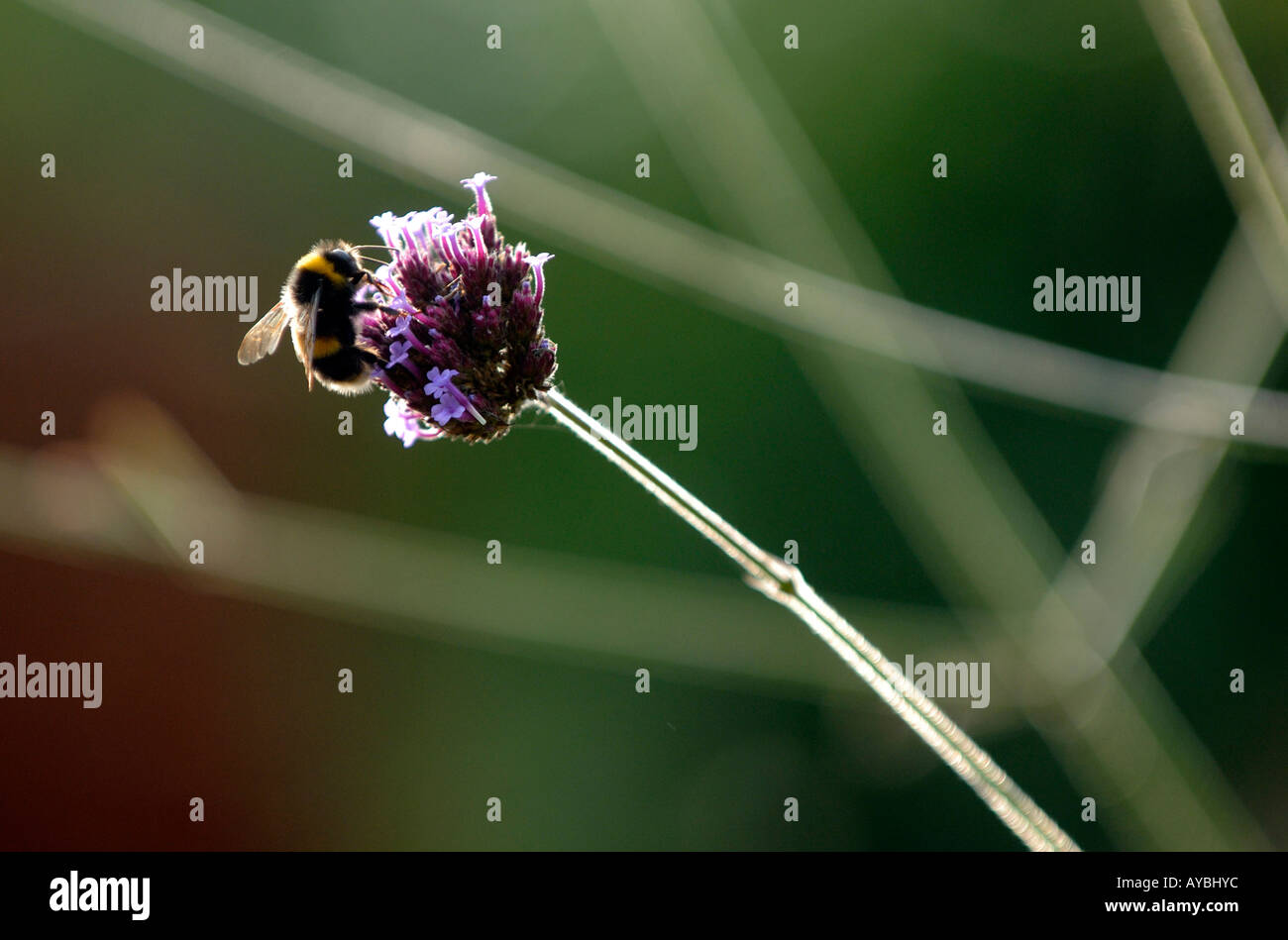Active verbena bonariensis uk hi-res stock photography and images - Alamy