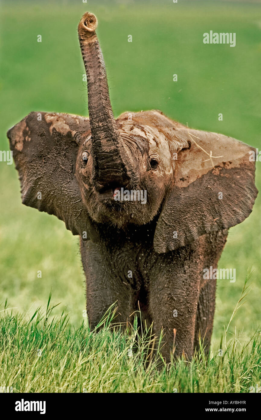Elephant using trunk hi-res stock photography and images - Alamy
