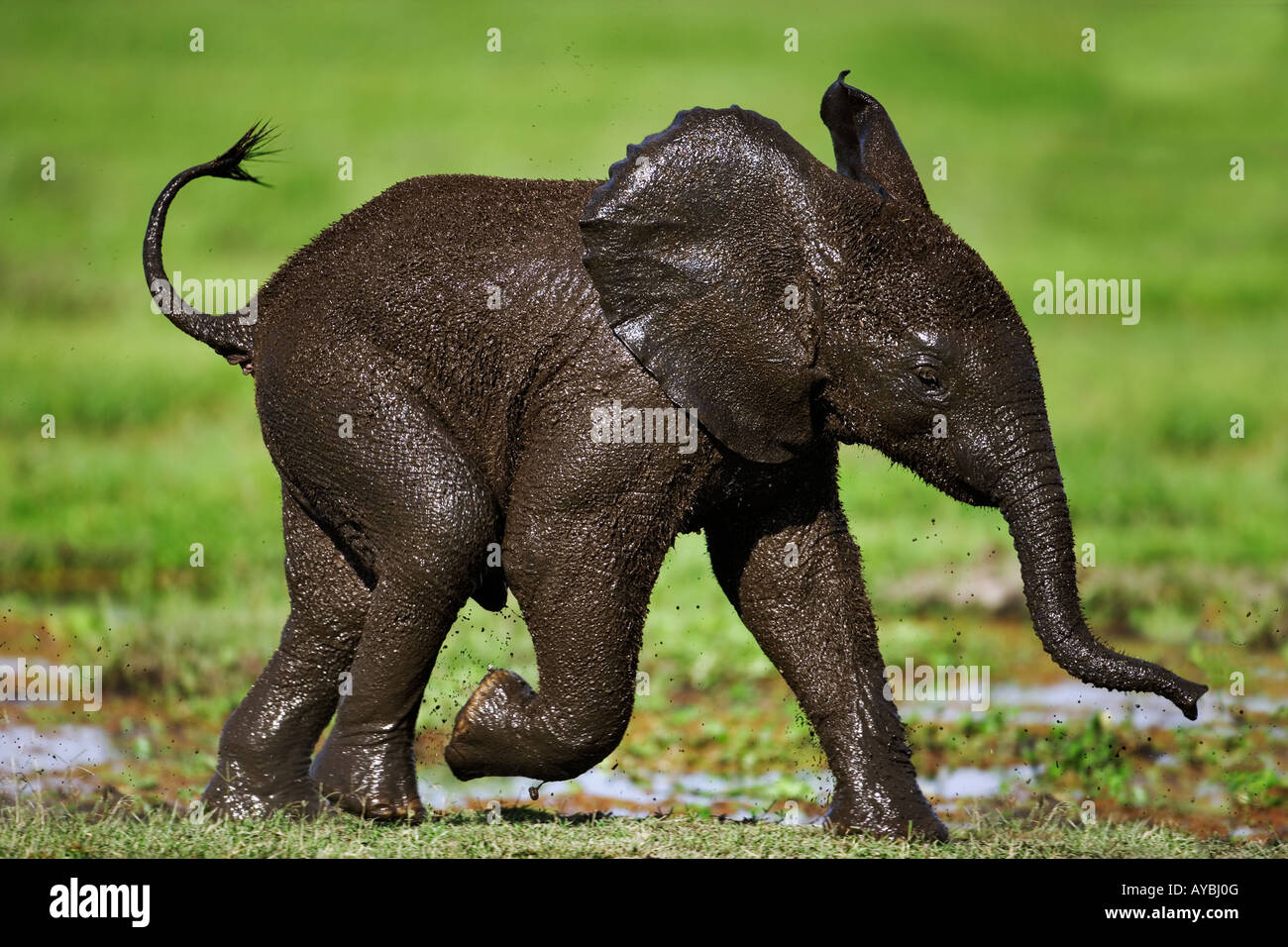 African elephant Young calf running and in playful mood covered in mud ...