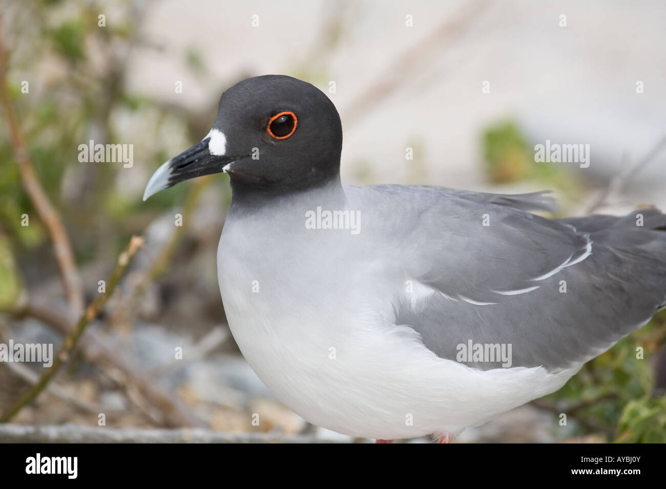 A swallow tailed gull with a bright red ring around its eye on Genovesa ...