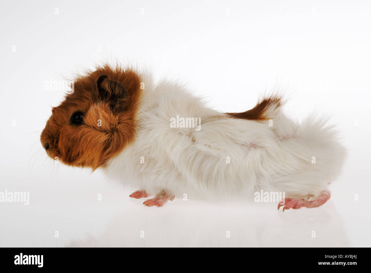 Guinea pig cavy Commonly kept as pets Studio shot against white ...