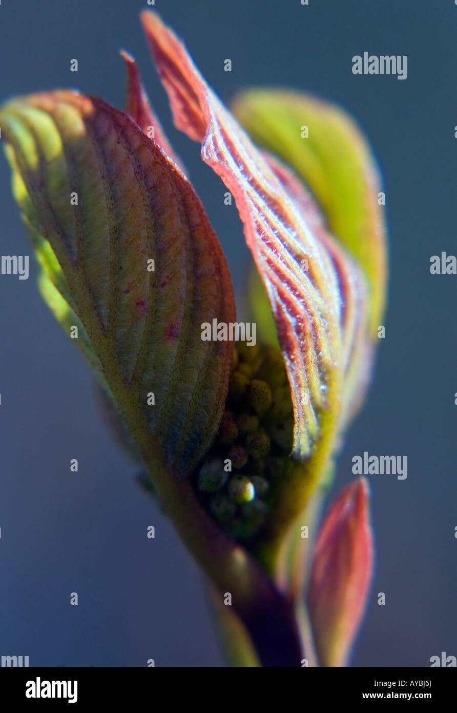 New leaves in spring Stock Photo - Alamy