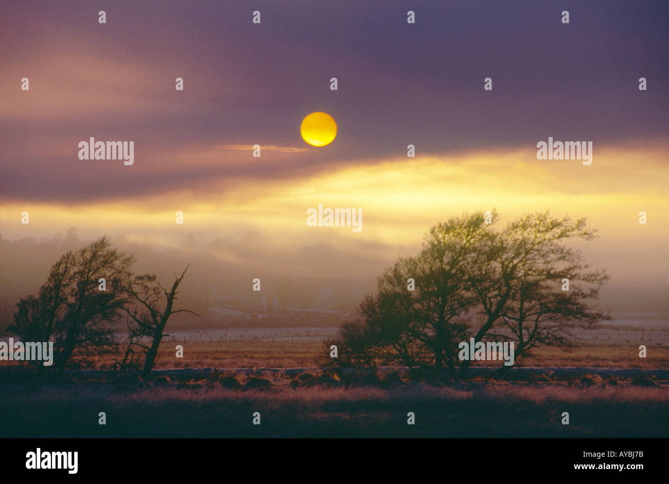 Insh marsh geese hi-res stock photography and images - Alamy