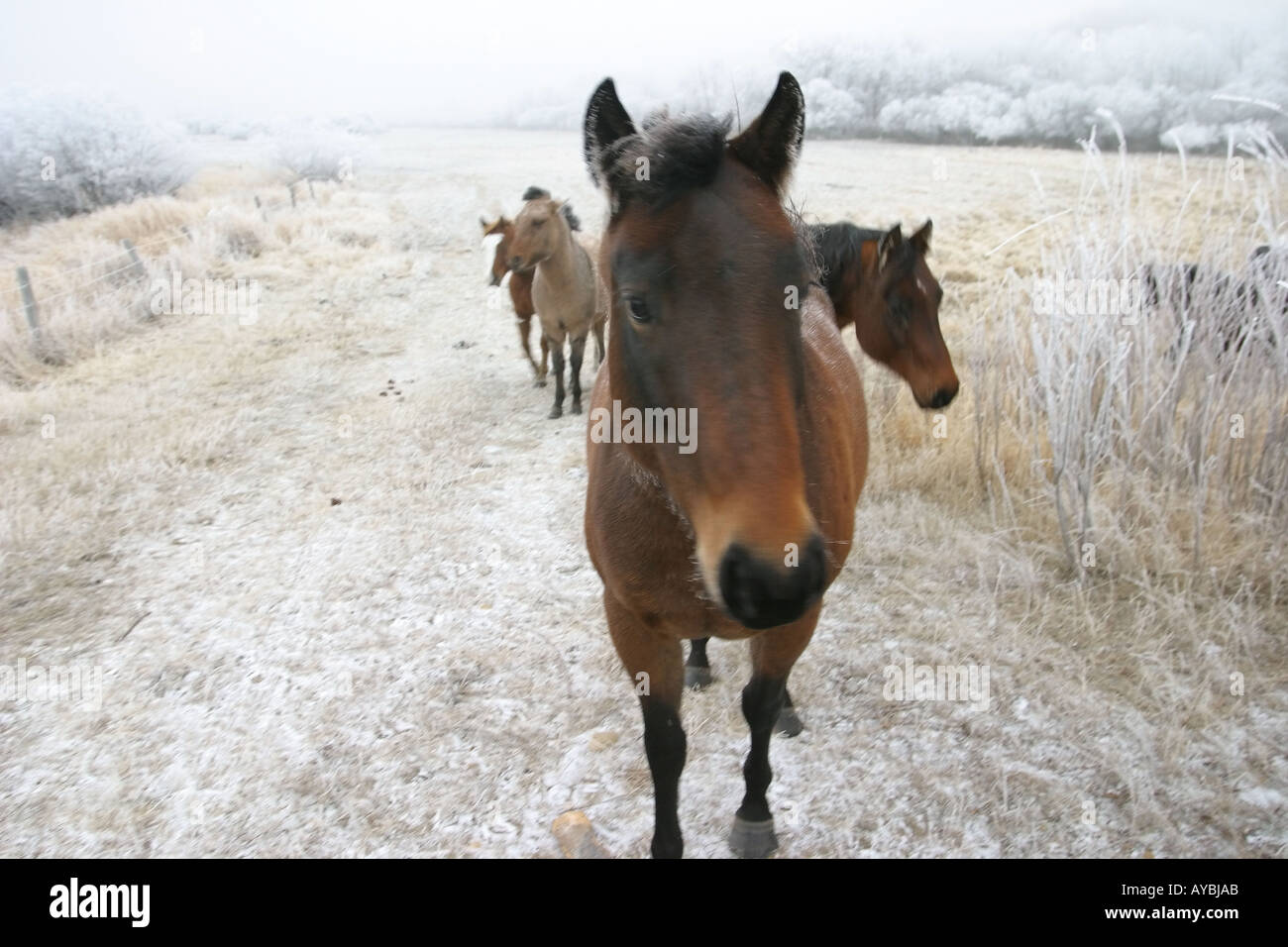 Horses with frost on them in a Saskatchewan ice fog Stock Photo - Alamy