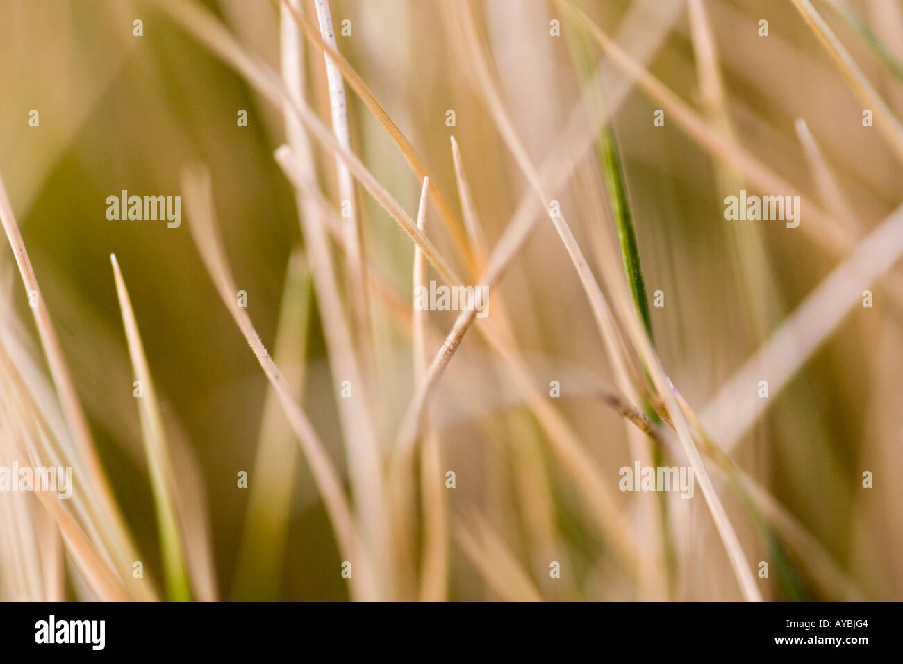 Stems of grass Stock Photo - Alamy