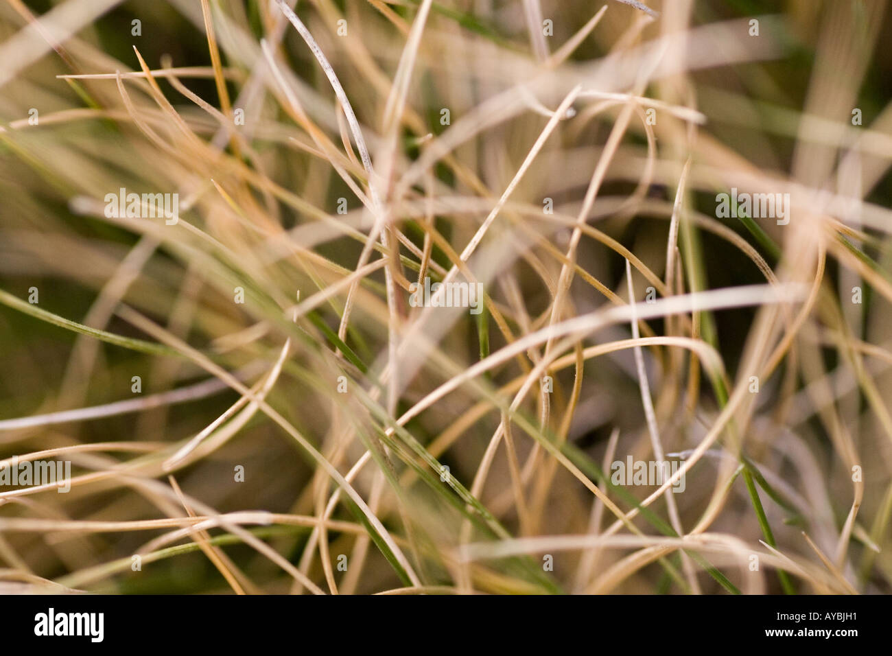 Stems of grass Stock Photo - Alamy