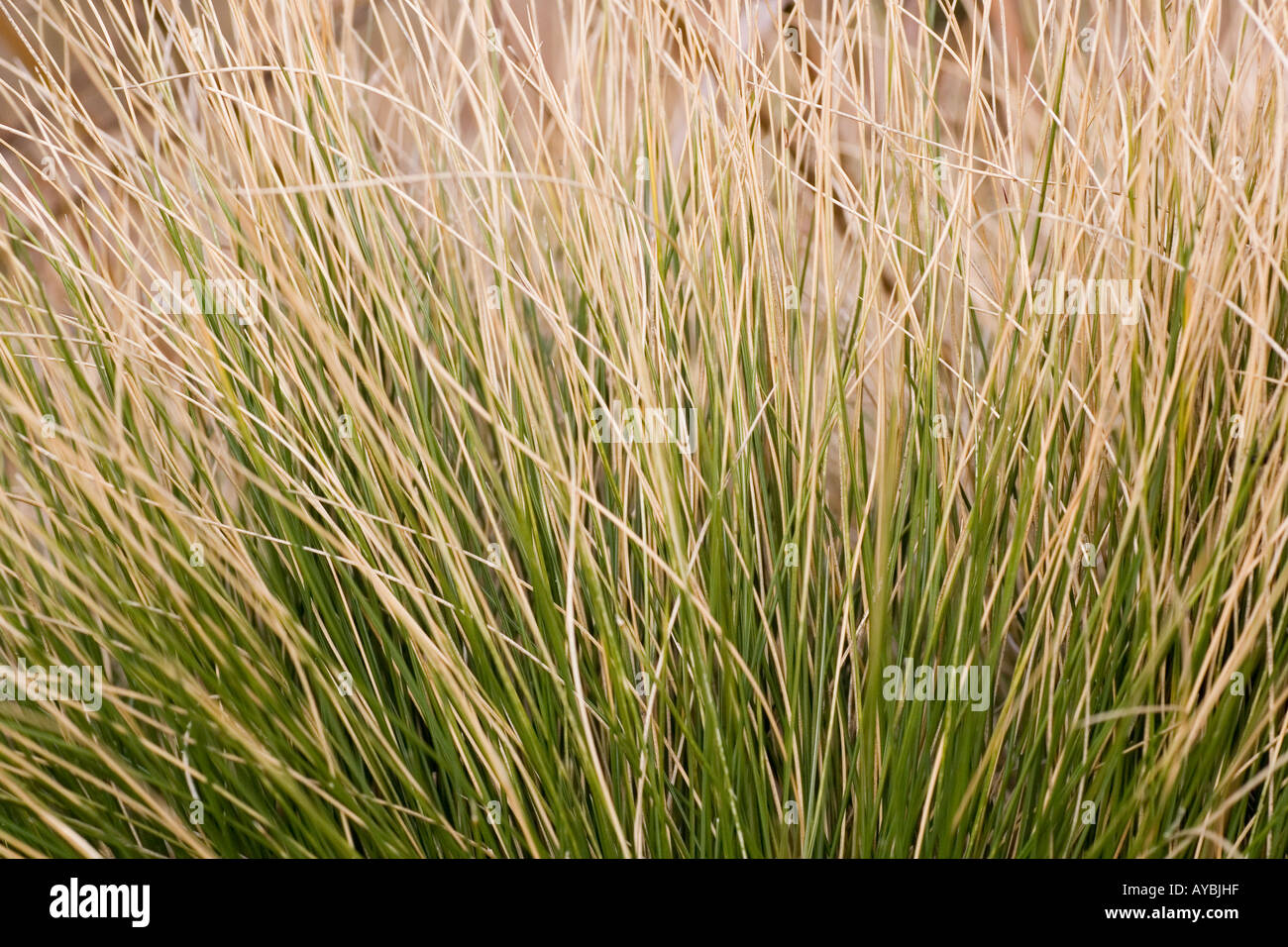 Stems of grass Stock Photo - Alamy