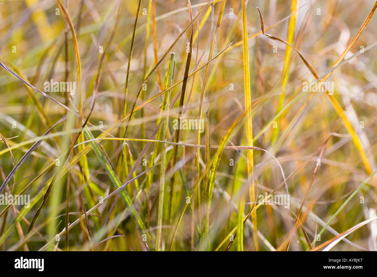 Stems of grass Stock Photo - Alamy