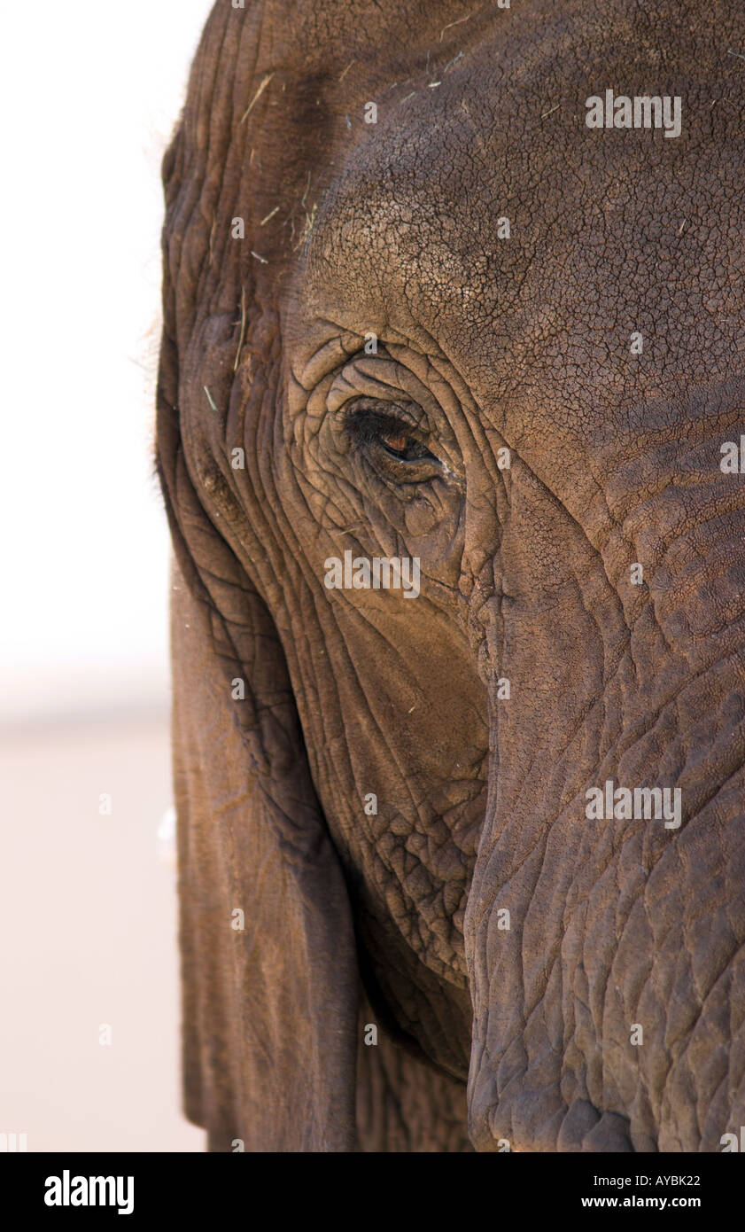 Half face profile hi-res stock photography and images - Alamy