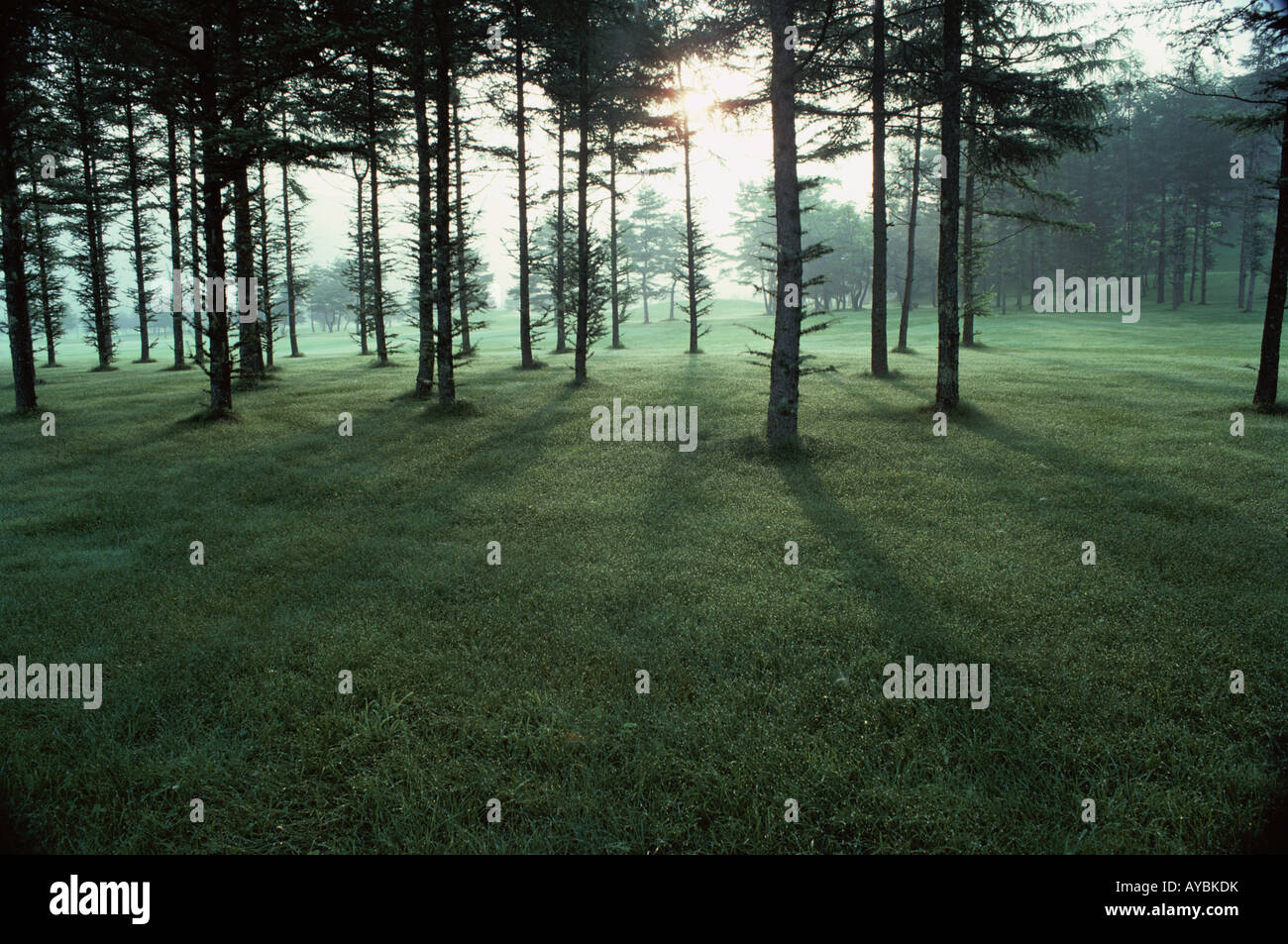 Sunlight through Trees Stock Photo - Alamy