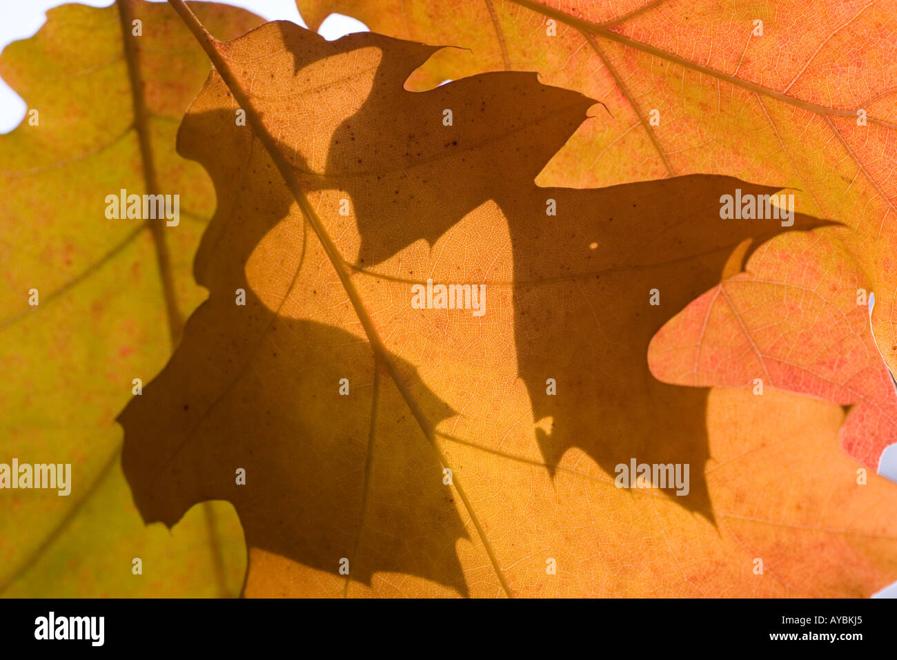 Unusual maple leaf hi-res stock photography and images - Alamy