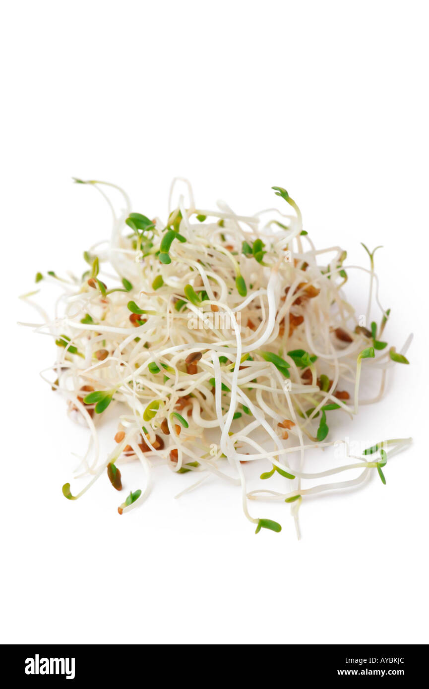 Sprouting alfalfa seeds Stock Photo - Alamy